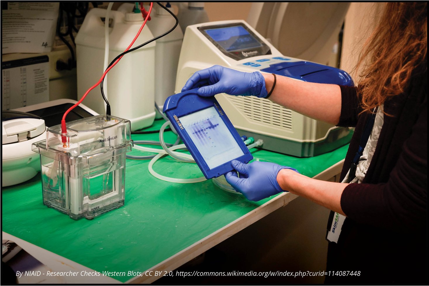 Blotting Basics - Western Blot Applications in Preclinical Oncology ... Blotting Basics - Western Blot Applications in Preclinical Oncology ...